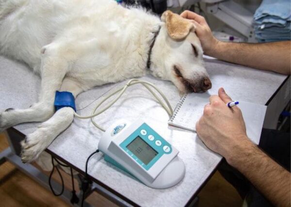 Emergency Care for your Dog | Dog Remedy